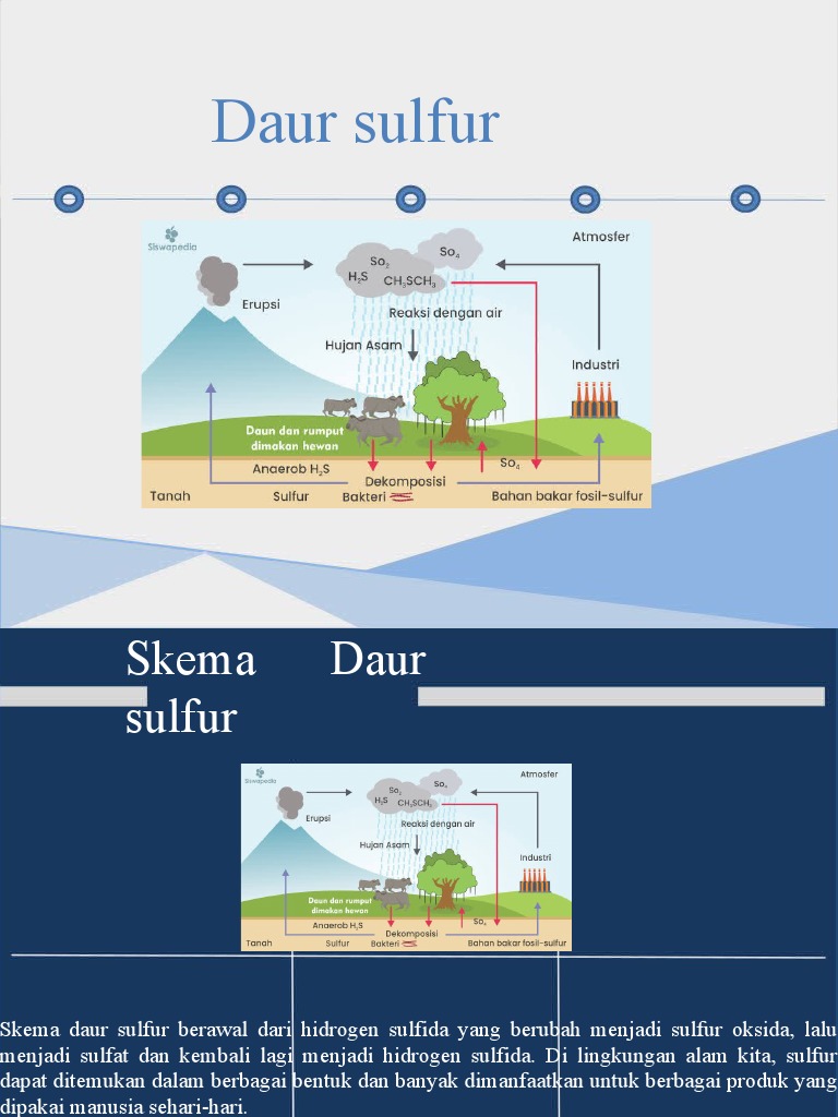 daur sulfur | PDF