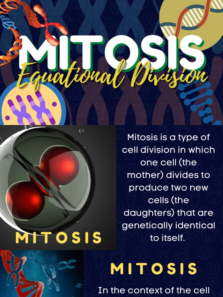 Mitosis | PDF | Mitosis | Molecular Biology
