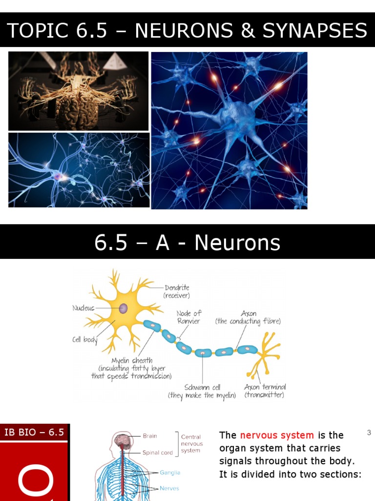 The Electrical Signaling of Neurons: An Explanation of Action Potentials, Nerve Impulses, and ...