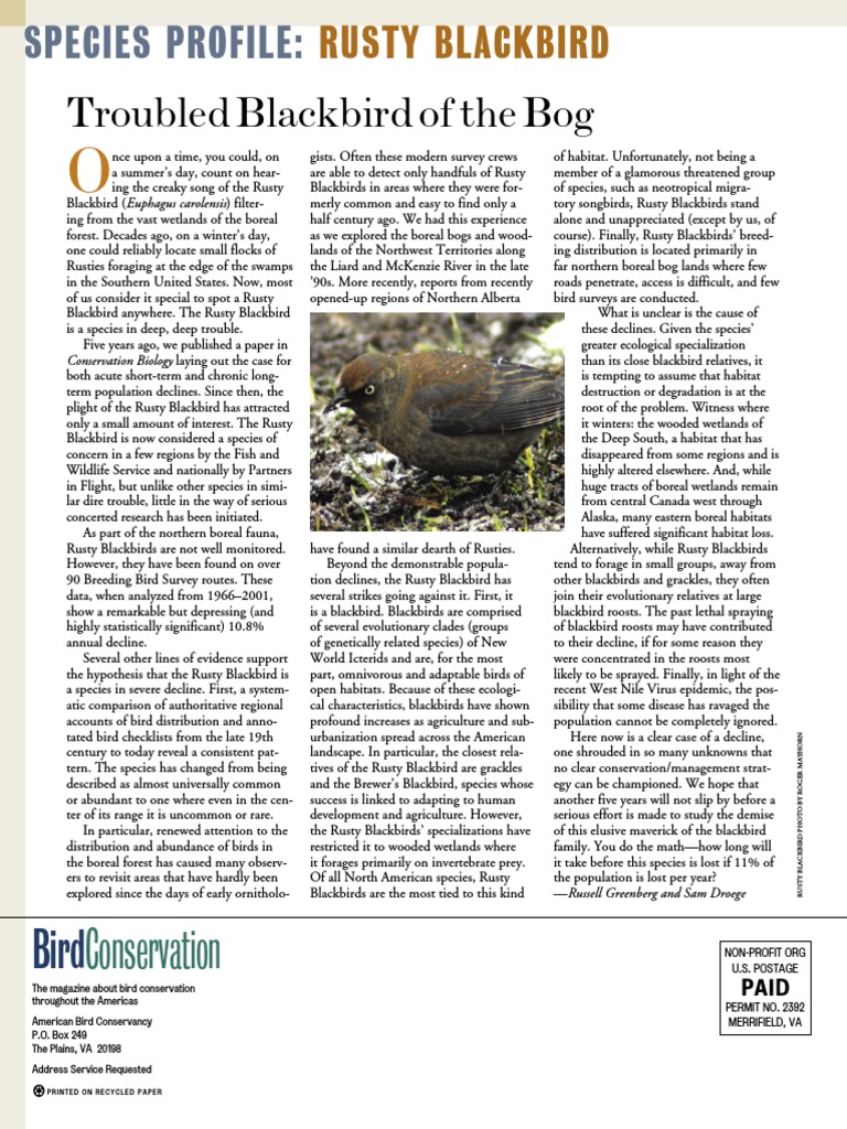 Boreal Rusty Blackbird Article | PDF | Birds | Ornithology