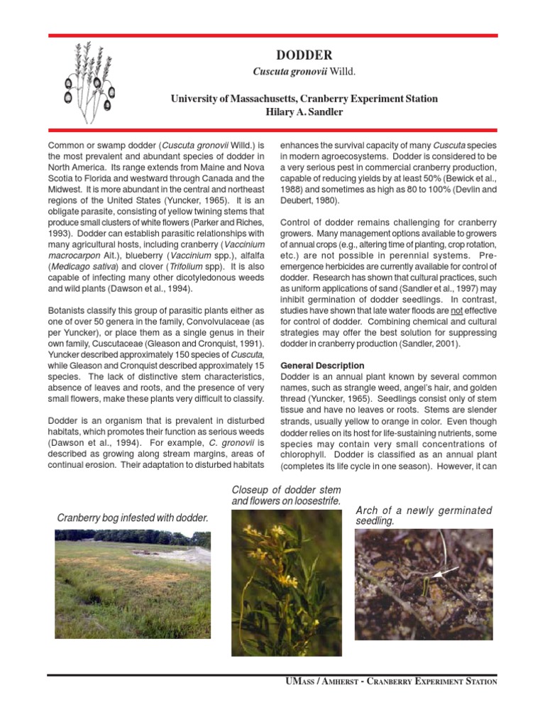 Dodder | PDF | Seed | Herbicide