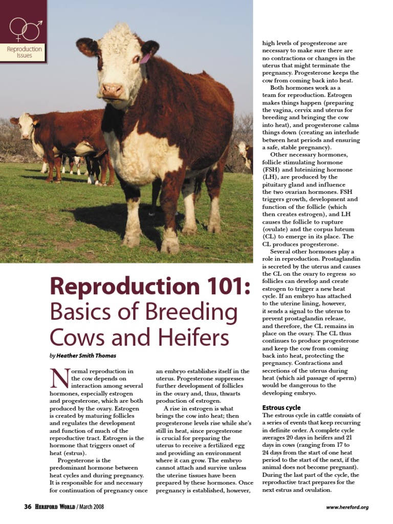 Hormonal Regulation of the Estrous Cycle and Pregnancy in Cattle | PDF ...