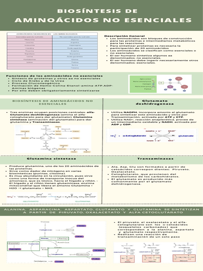 La biosíntesis de los aminoácidos no esenciales alanina, aspartato ...
