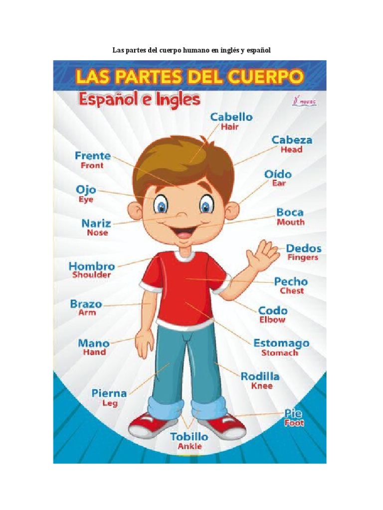 Las Partes Del Cuerpo Humano en Inglés y Español | PDF