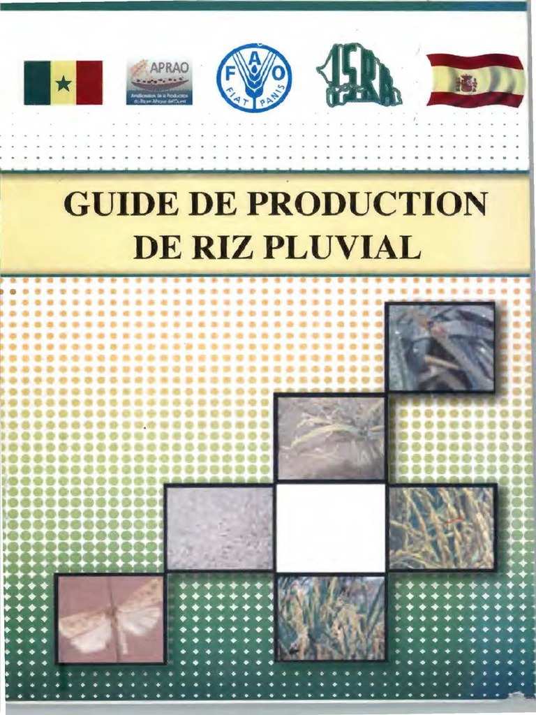 Guide de Production Riz Pluvial | PDF | Fertilisant | Sol (pédologie)