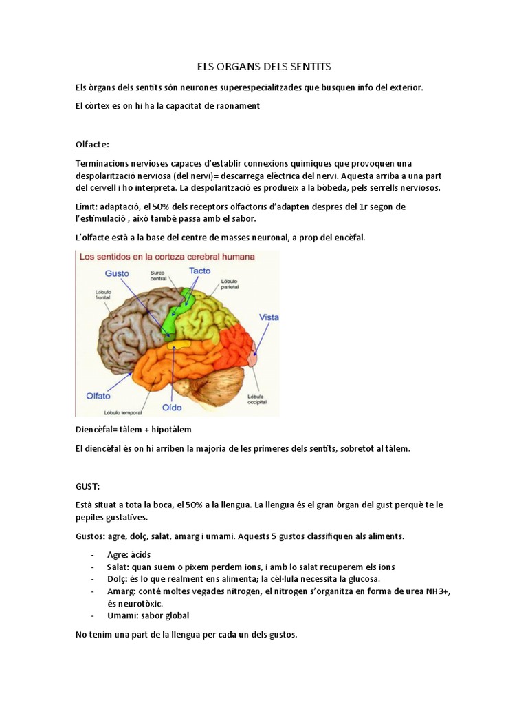 Els Organs Dels Sentits | PDF