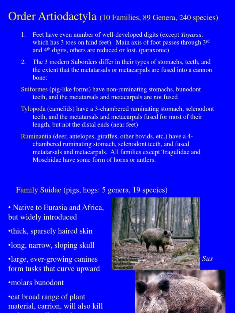 Order Artiodactyla: (10 Families, 89 Genera, 240 Species) | PDF | Deer ...