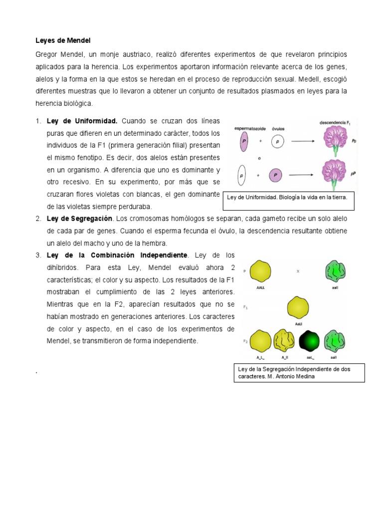 Leyes de Mendel | PDF