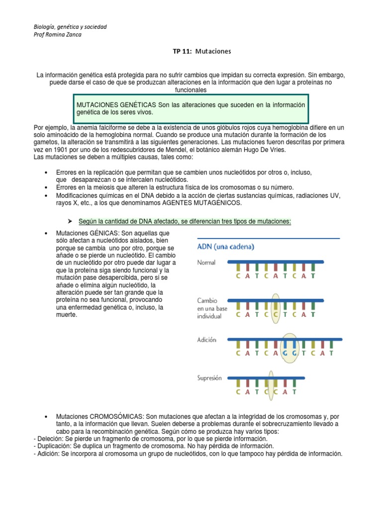 Biología TP 11 Mutaciones | PDF | Mutación | Gene