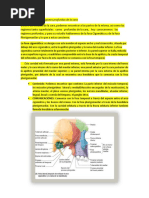Celda Parotídea y Glandula Parotida RESUMEN | PDF ...