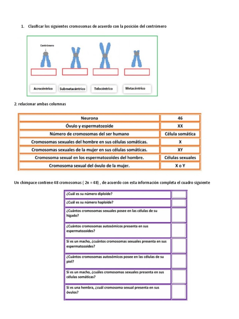 Cromosomas Actividad | PDF