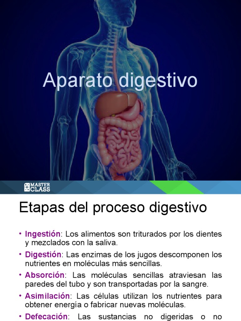 Base Teórica Aparato Digestivo | PDF | Digestión | Bilis