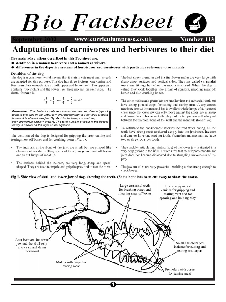 Adaptations of carnivores and herbivores to their diet | PDF | Tooth ...