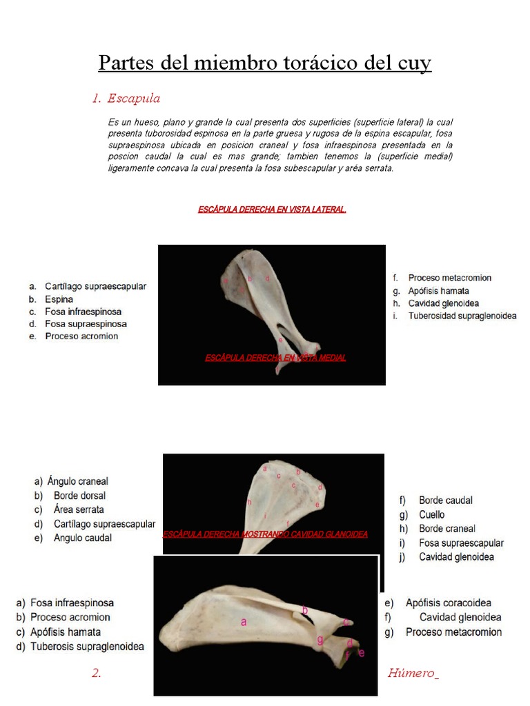 Anatomía del miembro torácico del cuy | PDF
