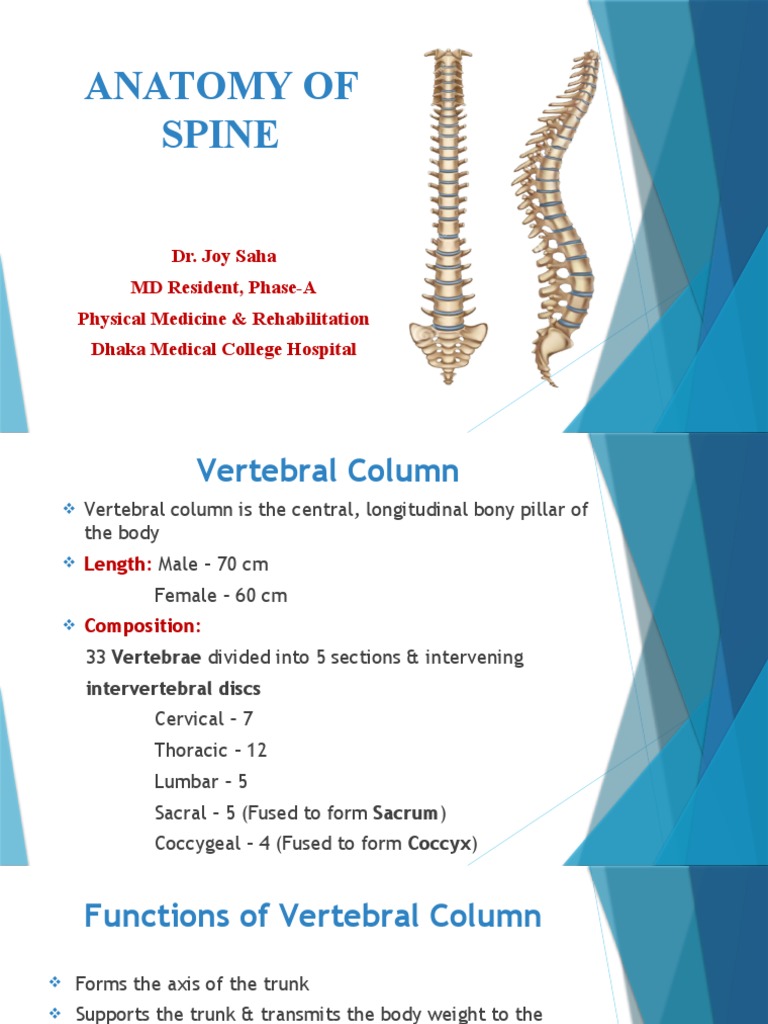 Anatomy of Spine | PDF | Vertebra | Vertebral Column