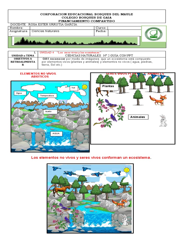 4° Básico Oa1 Guia #2 | PDF | Ecosistema | Agua