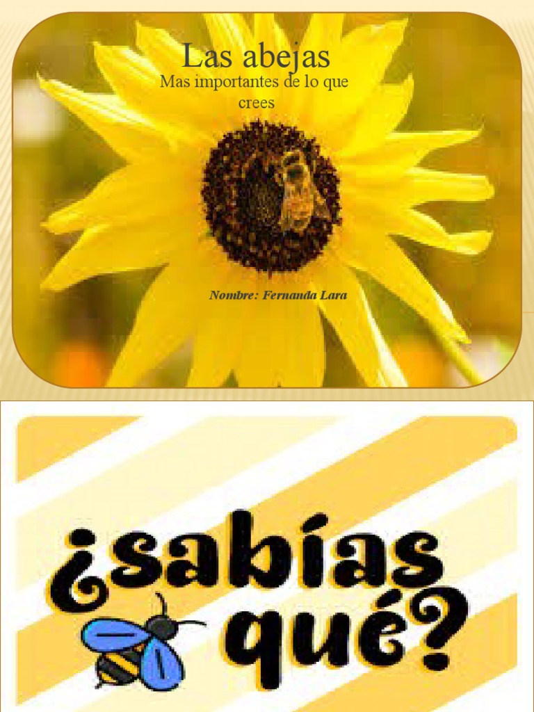 Abejas | PDF