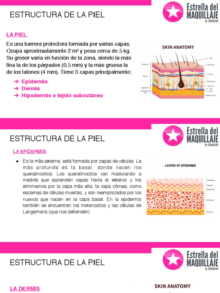 Estructura de La Piel | PDF