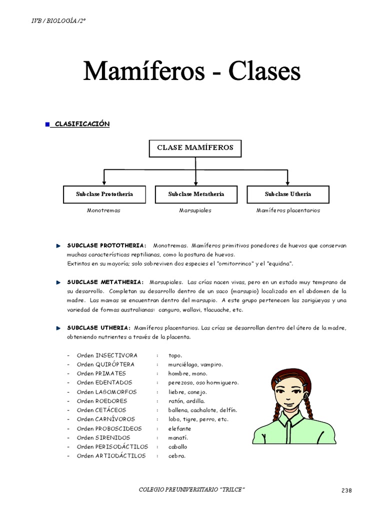 IV Bim - 2do. Año - Bio - Guía 7 - Mamíferos - Clases | PDF | Mamíferos | Marsupiales