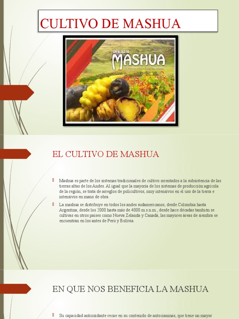 Cultivo de Mashua | PDF | Tecnología