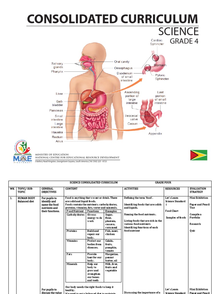 Grade 4 Science Curriculum Guide | PDF | Respiratory System | Breathing