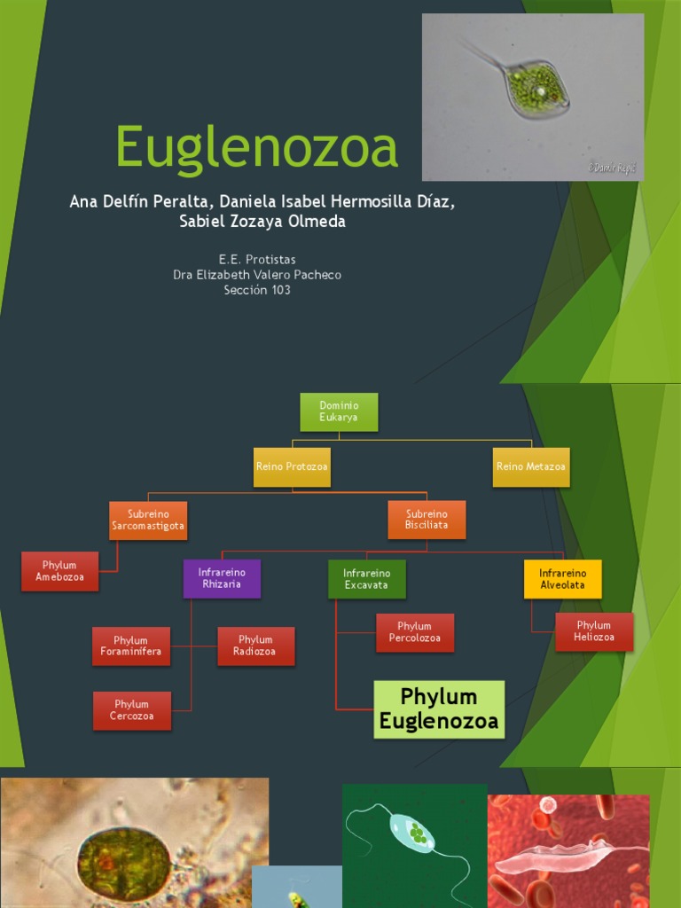 01-Euglenozoa Final | PDF | Especialidades Medicas