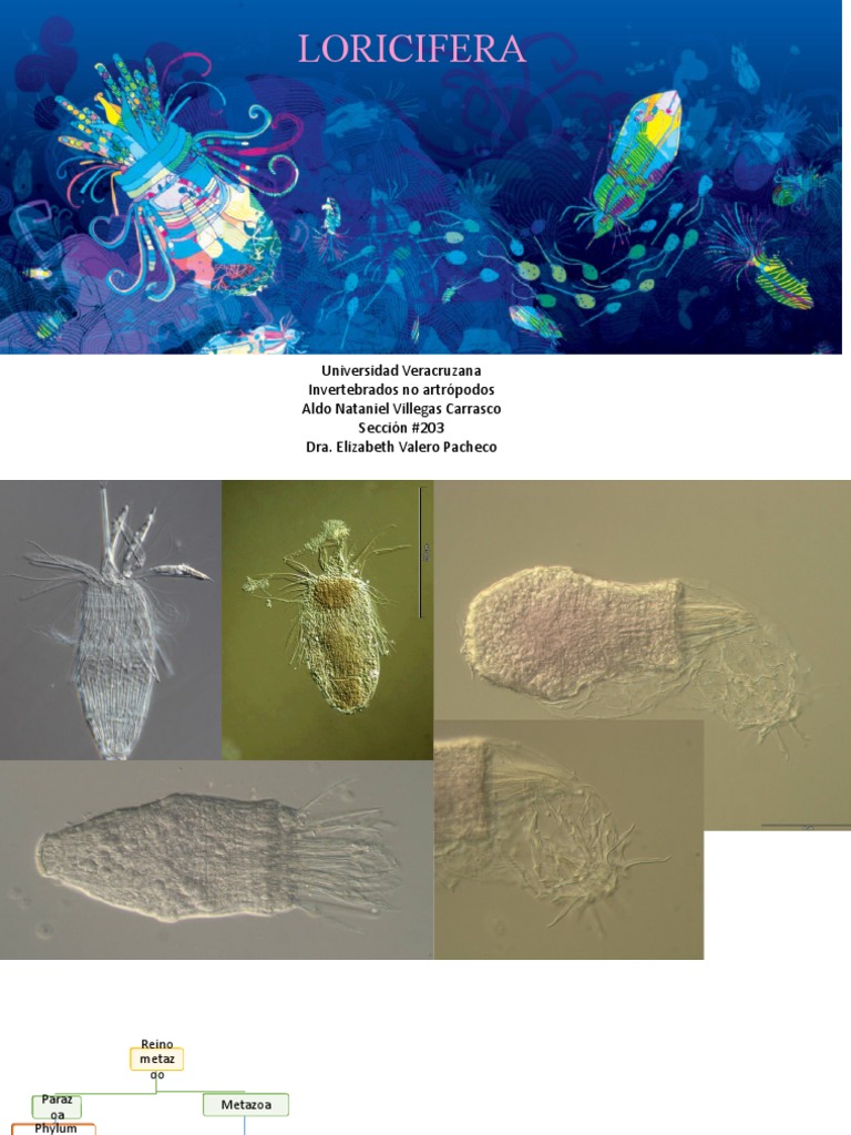 Loricifera Seminario | PDF | Taxa | Eucariotas