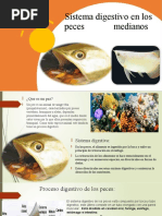 Anatomía de Un Calamar | PDF | Corazón | Sistema digestivo humano