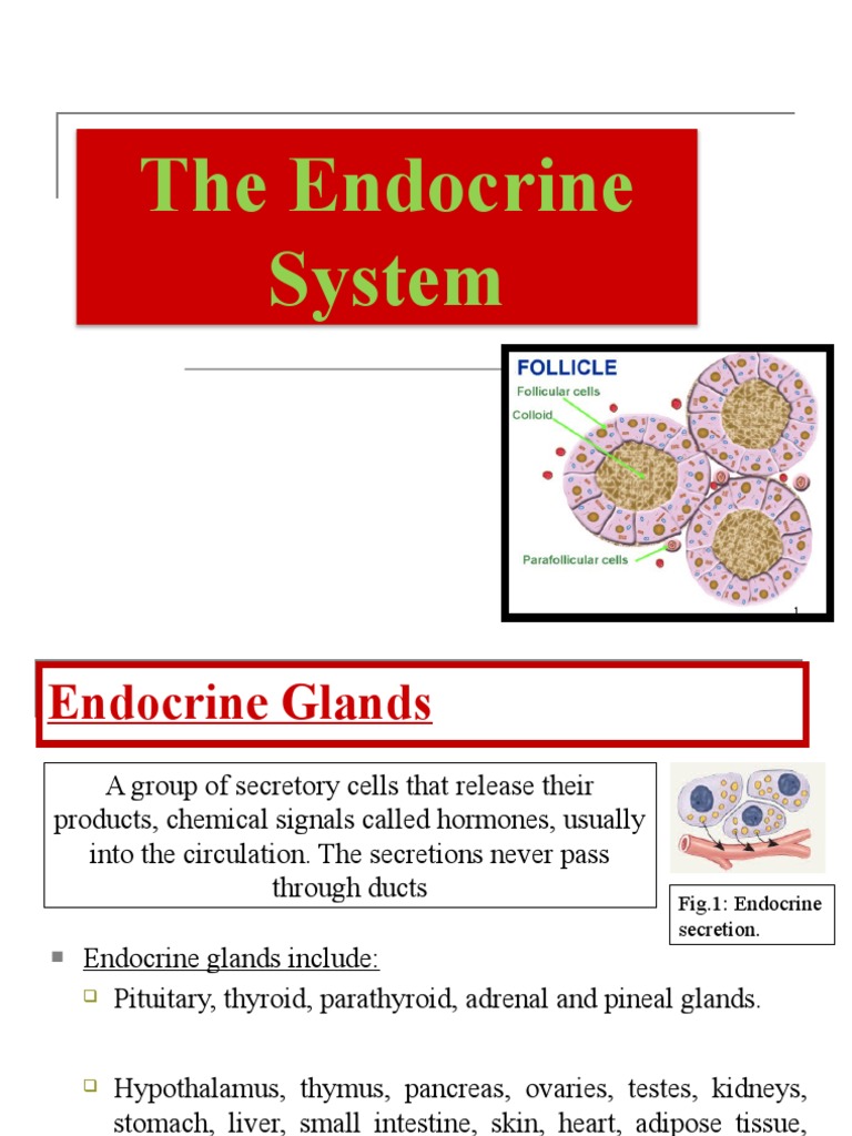 Endocrine System | PDF | Thyroid | Pituitary Gland