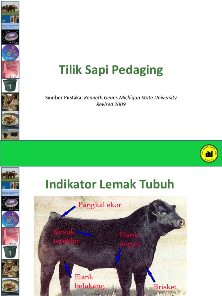 Tilik Sapi Pedaging | PDF