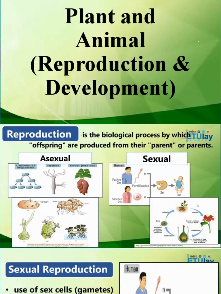 Plant and Animal Reproduction | PDF