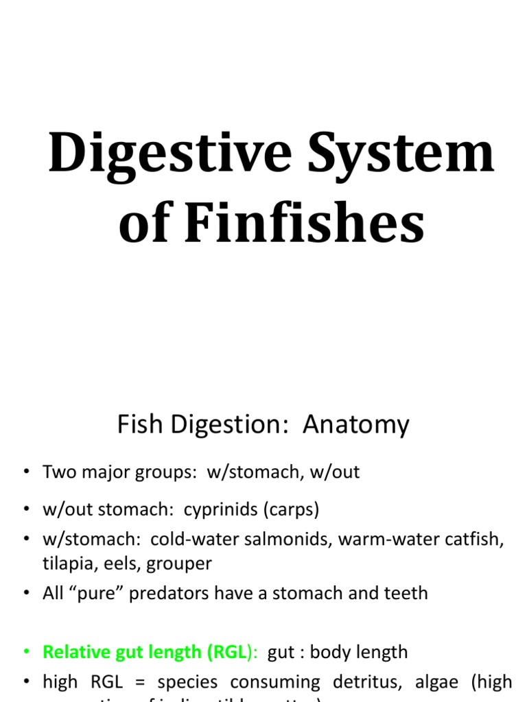 Fish Digestive System Overview | PDF | Digestion | Gastrointestinal Tract
