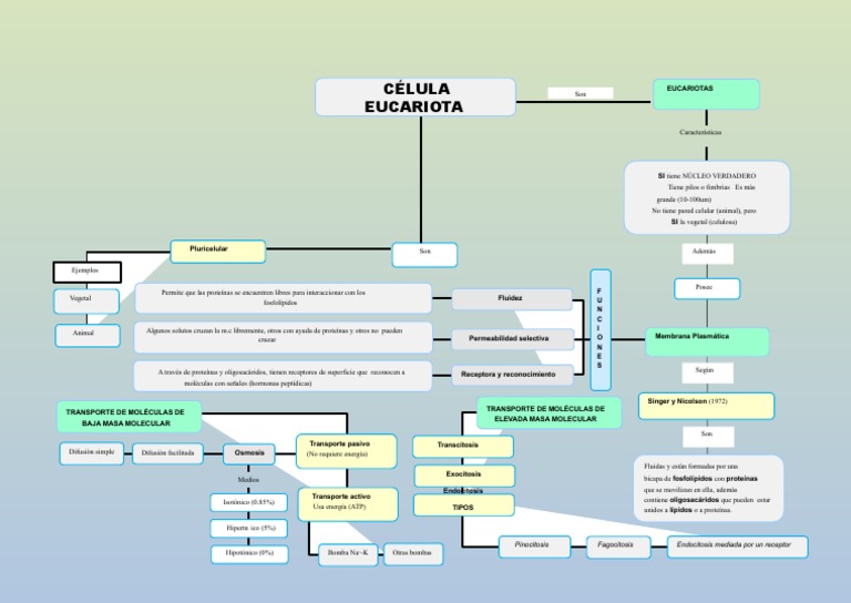 Mapa Conceptual Celula Eucariota 2 | PDF | Procesos biologicos | Biología Celular