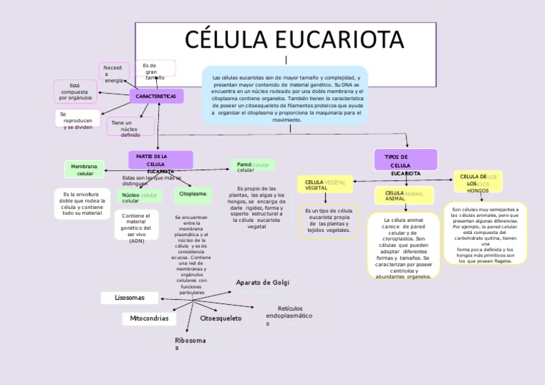 Mapa-conceptual-celula-eucariota-3 | PDF | Citoplasma | Biología Celular)