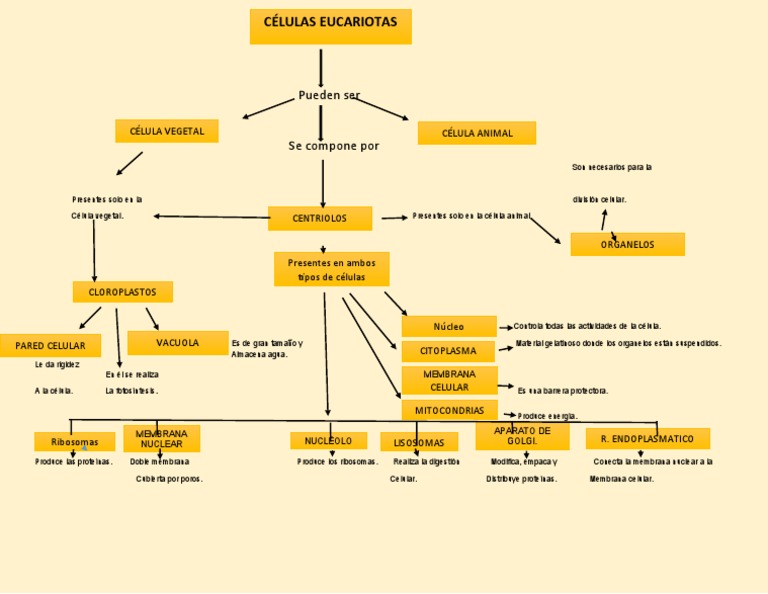 Mapa Conceptual Celula Eucariota | PDF | Biología Celular) | Biología ...
