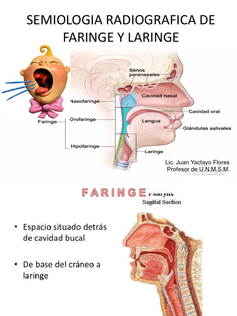 Semiologia Radiografica de Faringe Y Laringe: Lic. Juan Yactayo Flores ...