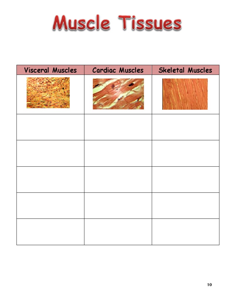 "Muscle Tissues" Worksheet | PDF