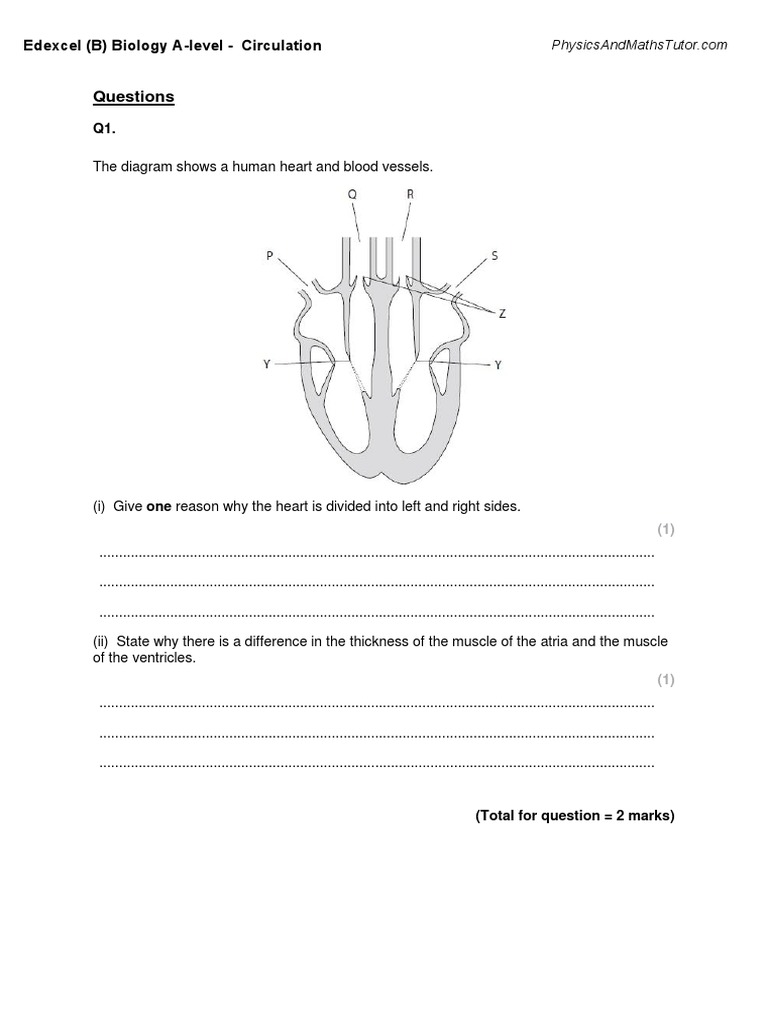 Questions: Edexcel (B) Biology A-Level - Circulation | PDF | Heart | Blood