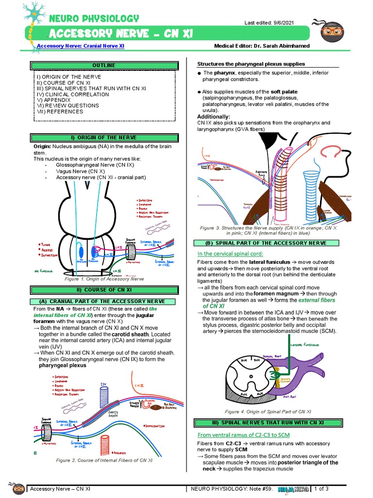 Accessory Nerve: Cranial Nerve XI | PDF | Human Head And Neck | Human ...
