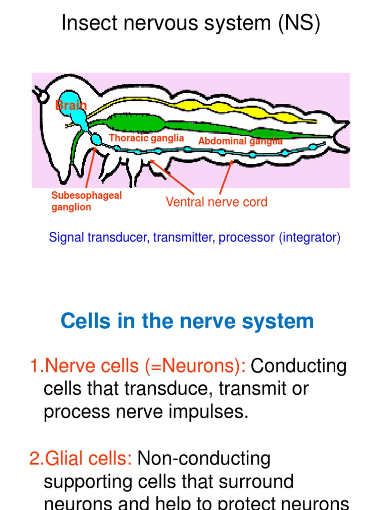Insect Nervous System (NS) : Brain | PDF