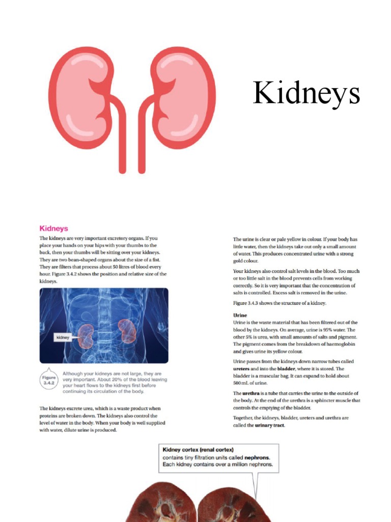 Kidneys | PDF