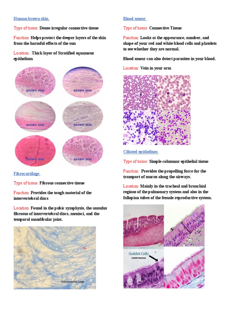Histo Lab | PDF | Epithelium | Tissue (Biology) Histo Lab | PDF | Epithelium | Tissue (Biology)