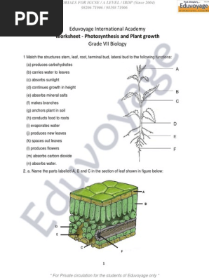 Igcse Biology Worksheets Photosynthesis Investigating Photosynthesis