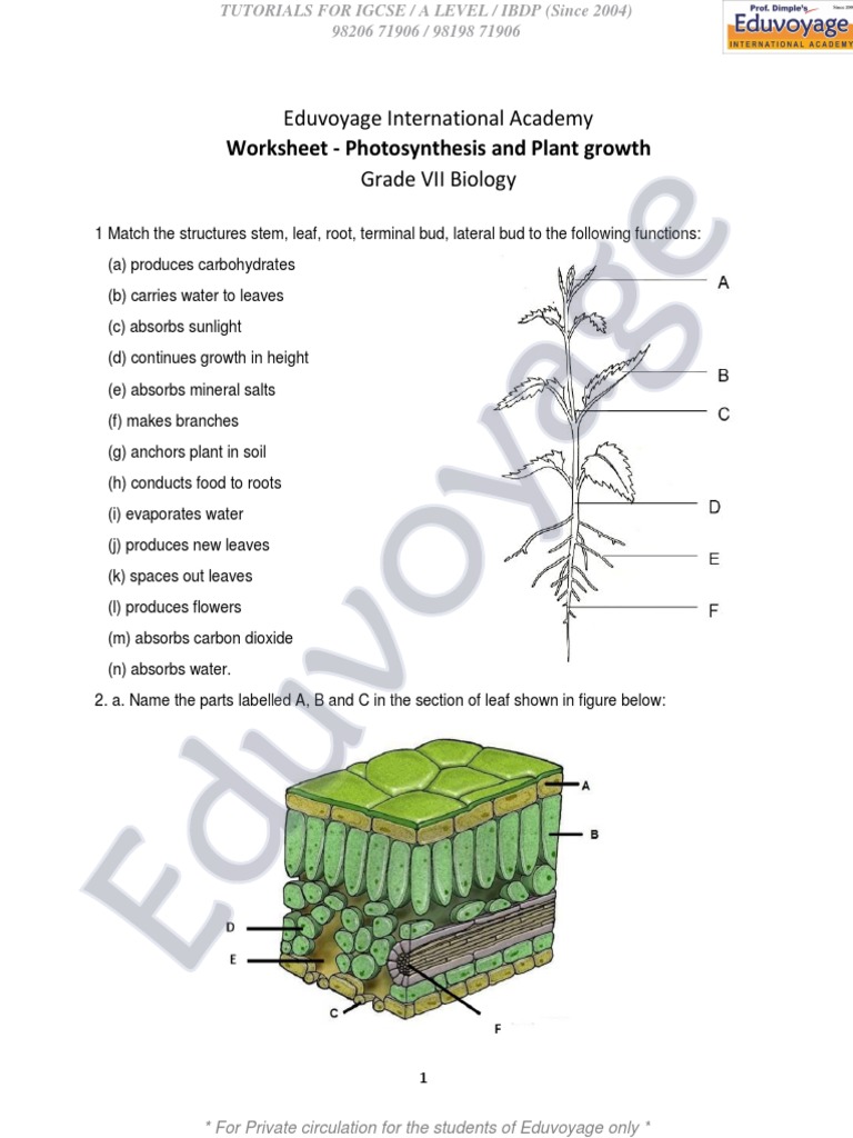 Grade VII Photosynthesis Worksheet | PDF | Leaf | Stoma