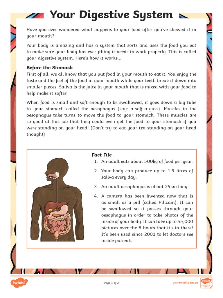 Reading Comprehension - Digestive System | PDF | Digestion ...