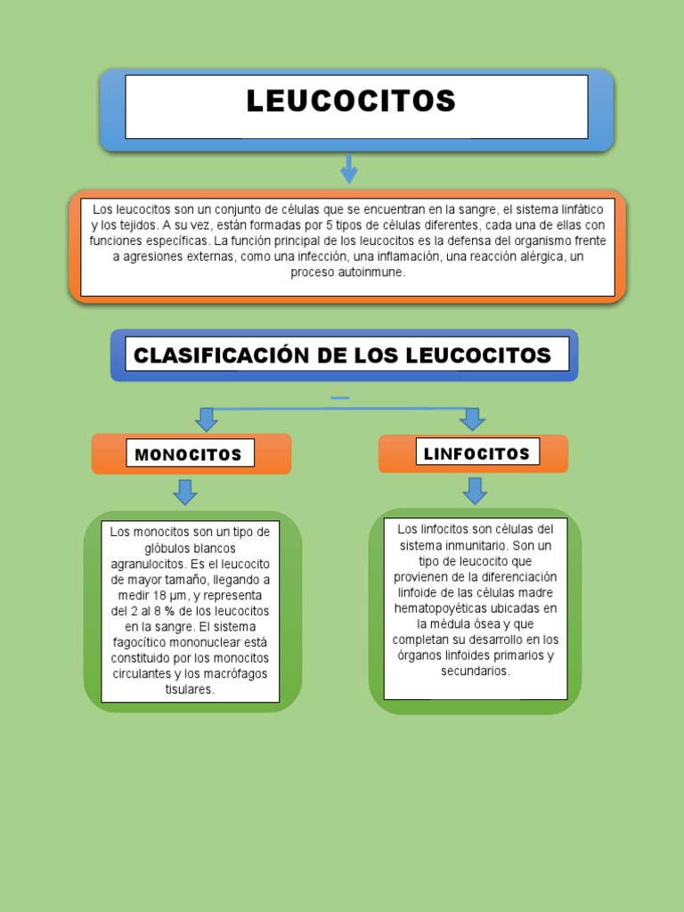 Esquema de Leucocitos y sus Funciones | PDF | Ciencia y matemáticas