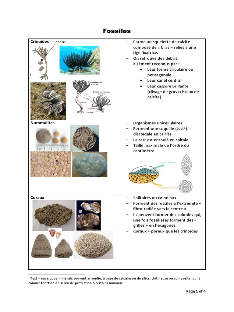 Fossiles | PDF | Fossile