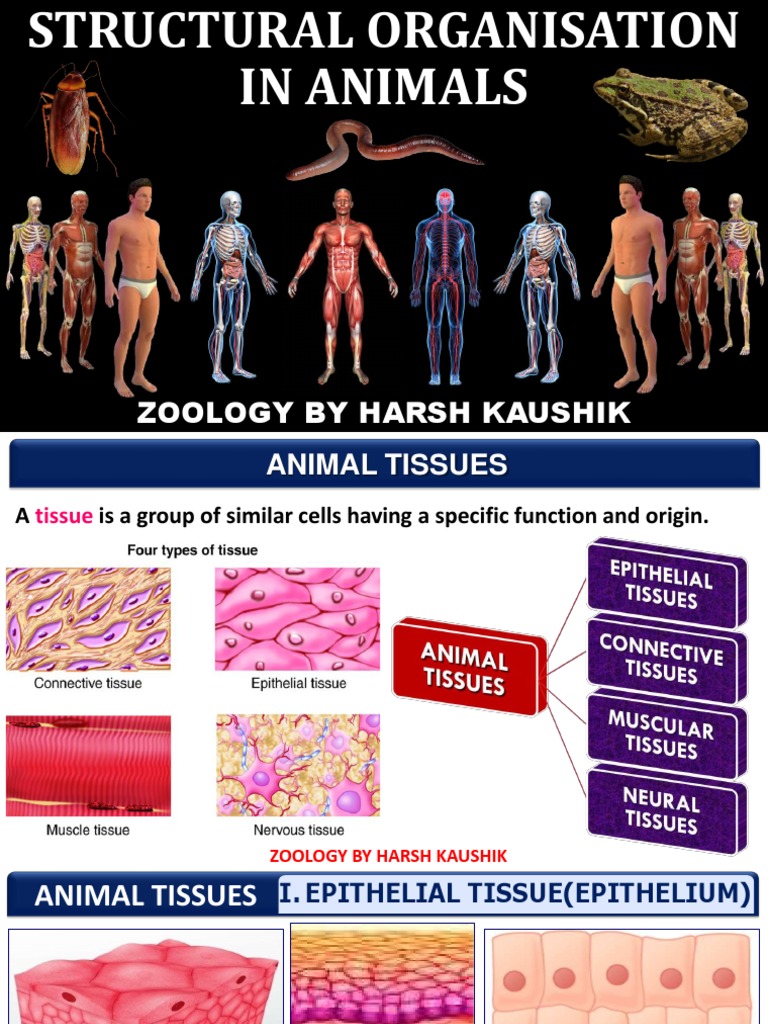 Zoology by Harsh Kaushik | Download Free PDF | Epithelium | Connective Tissue