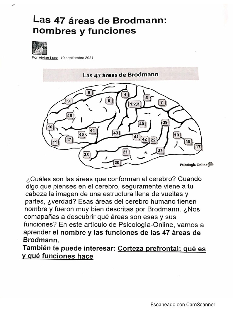 Áreas de Brodmann | PDF