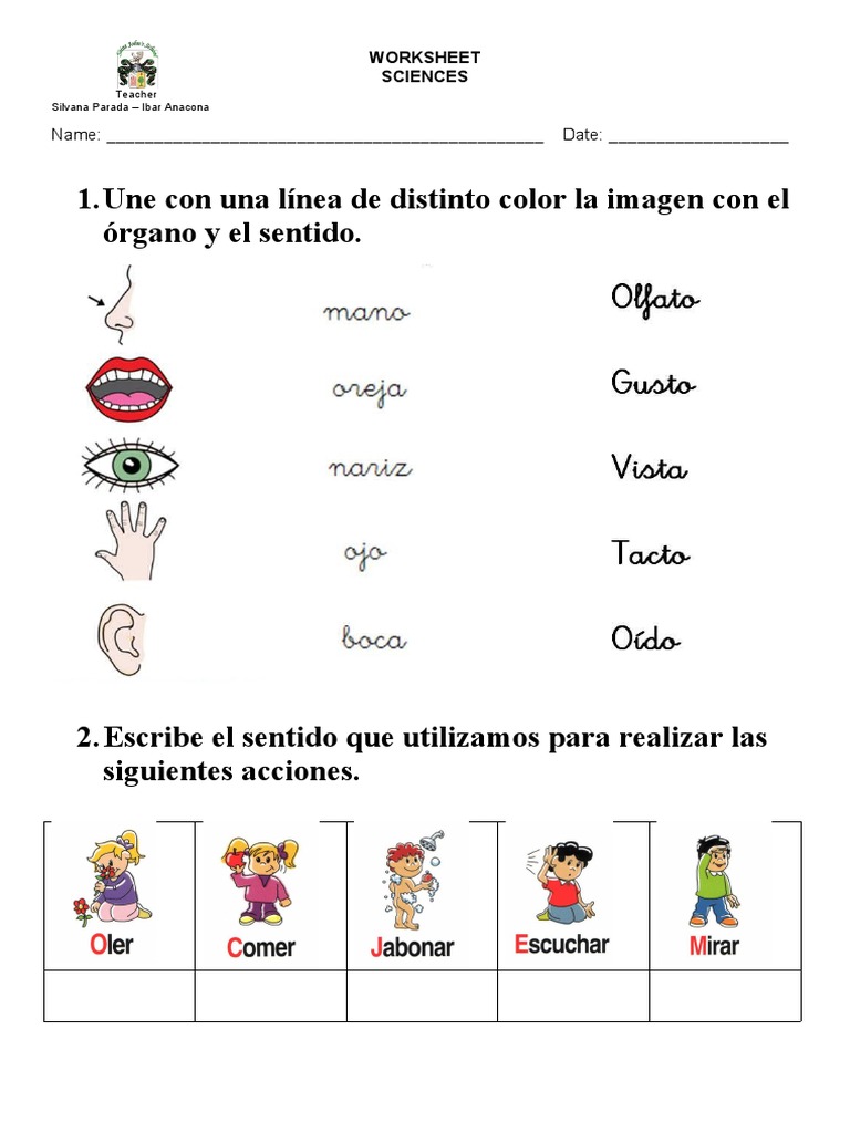WORKSHEET Sentidos y Partes Del Cuerpo | PDF